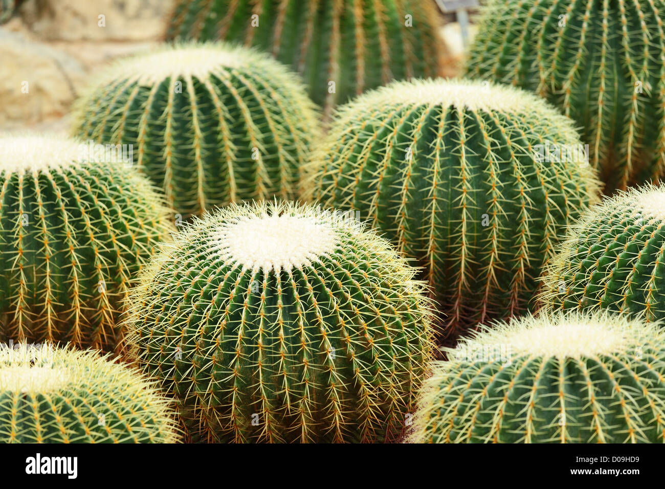 Desert southwest gardening hi-res stock photography and images - Alamy