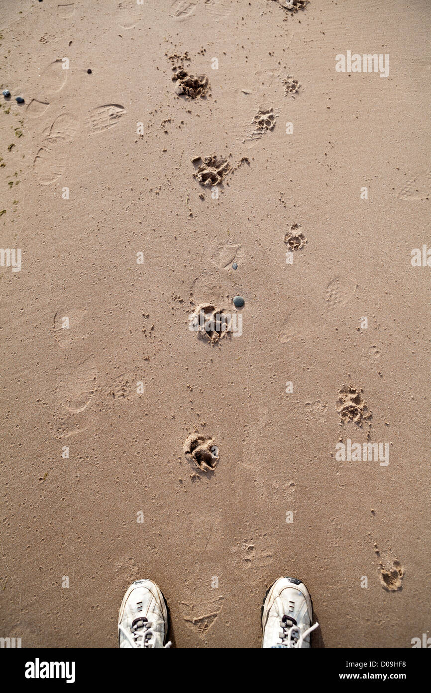 Badger Tracks In Sand