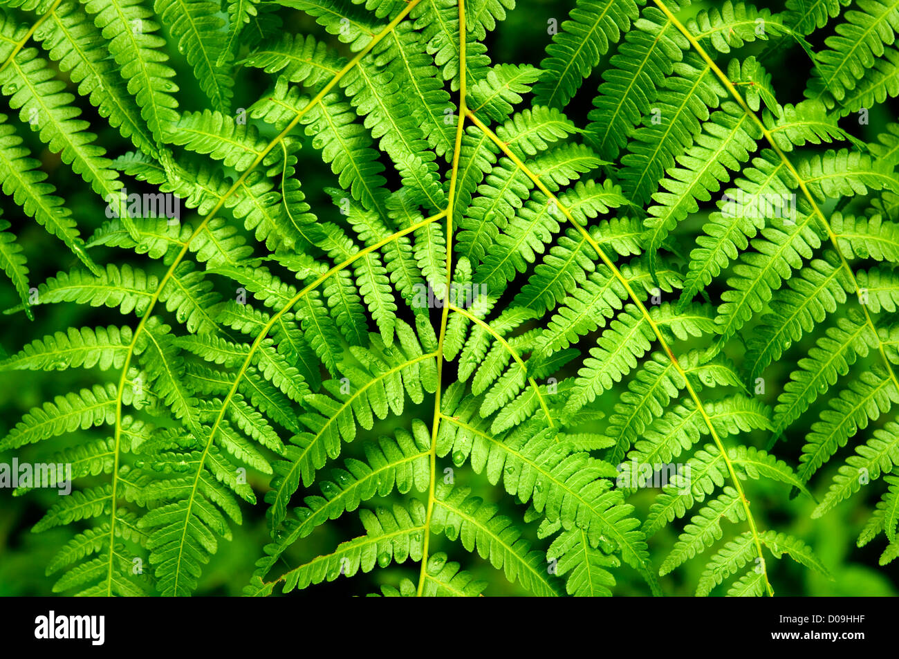Rain forest after the rain in a morning Stock Photo - Alamy