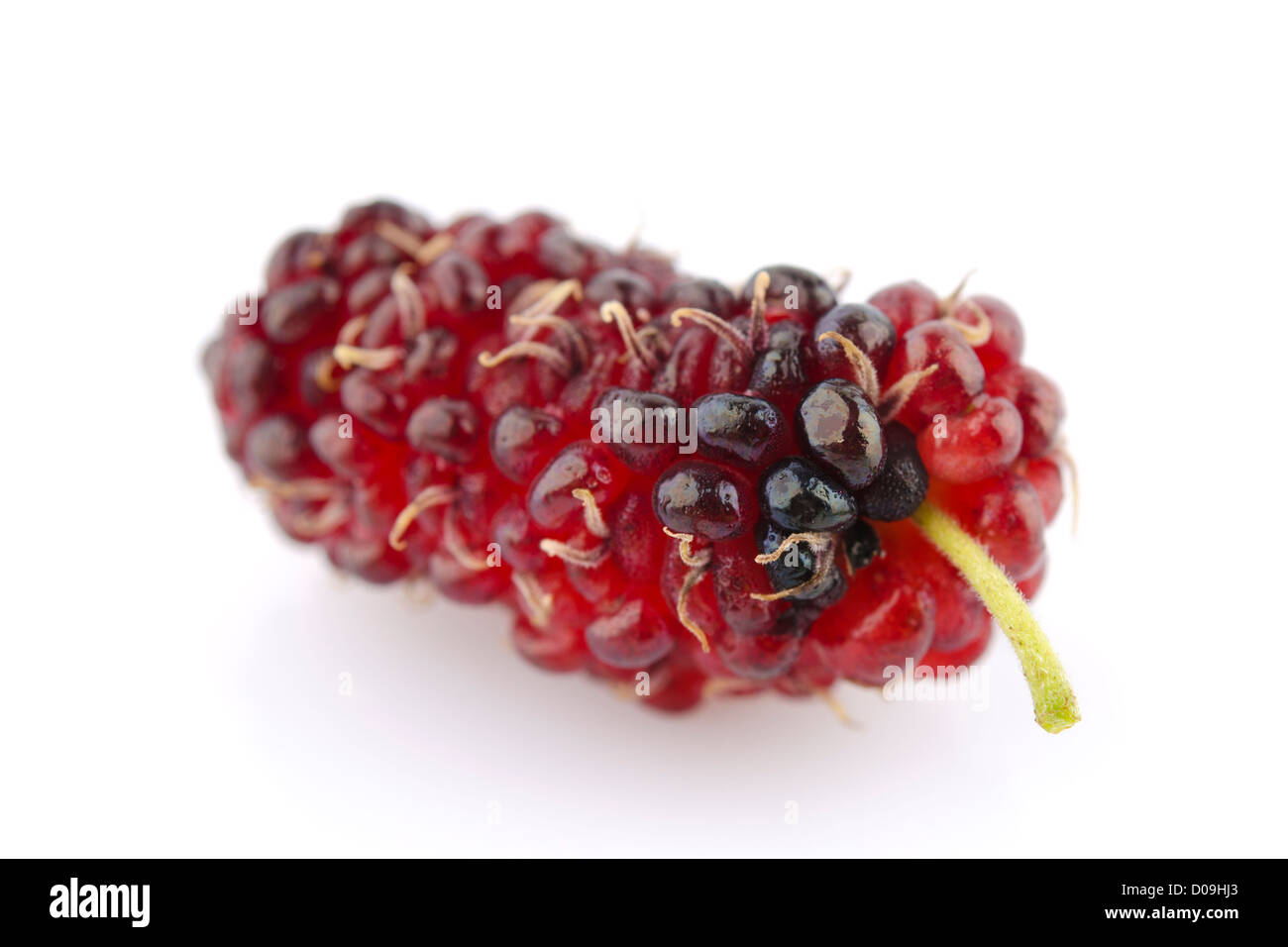 Single mulberry isolated on white background Stock Photo - Alamy