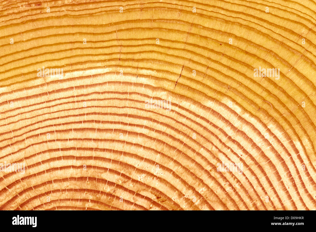 a cross section view of a log showing annual growth rings in the wood ...