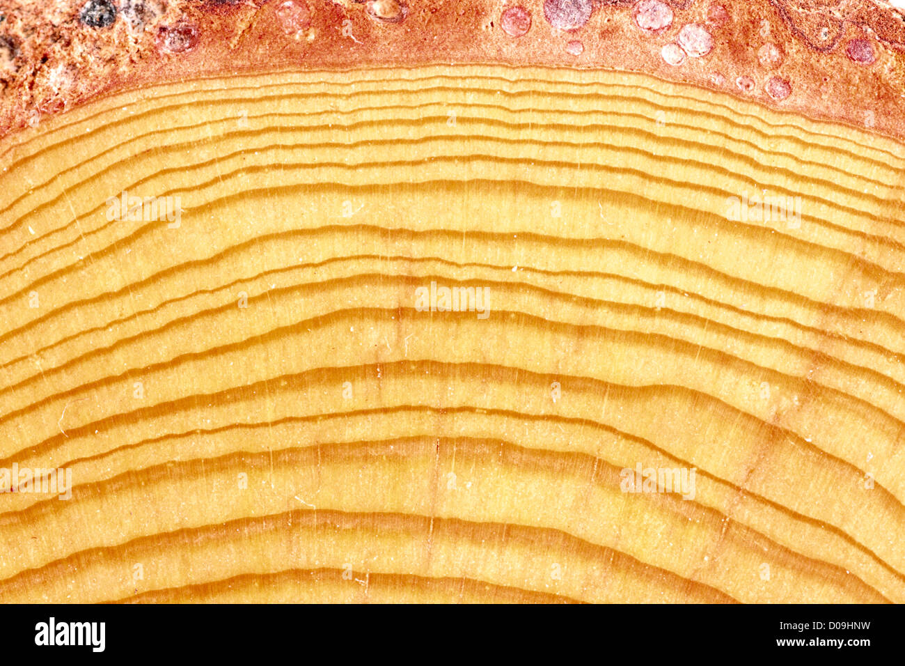 Wood rings hi-res stock photography and images - Alamy