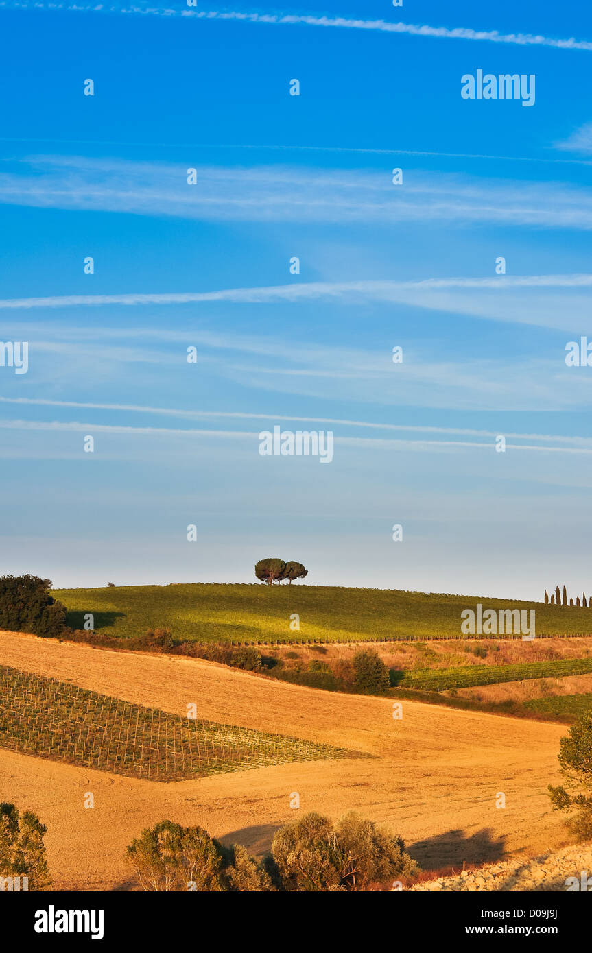 Lonely trees in a tuscan fields and meadows Stock Photo - Alamy
