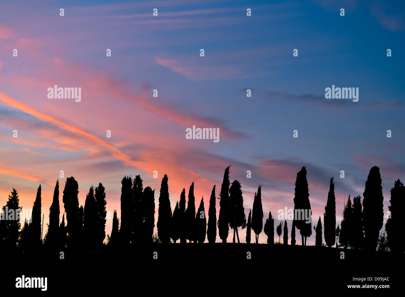 Tuscan trees silhouettes at sunset with purple and blue sky and clouds ...