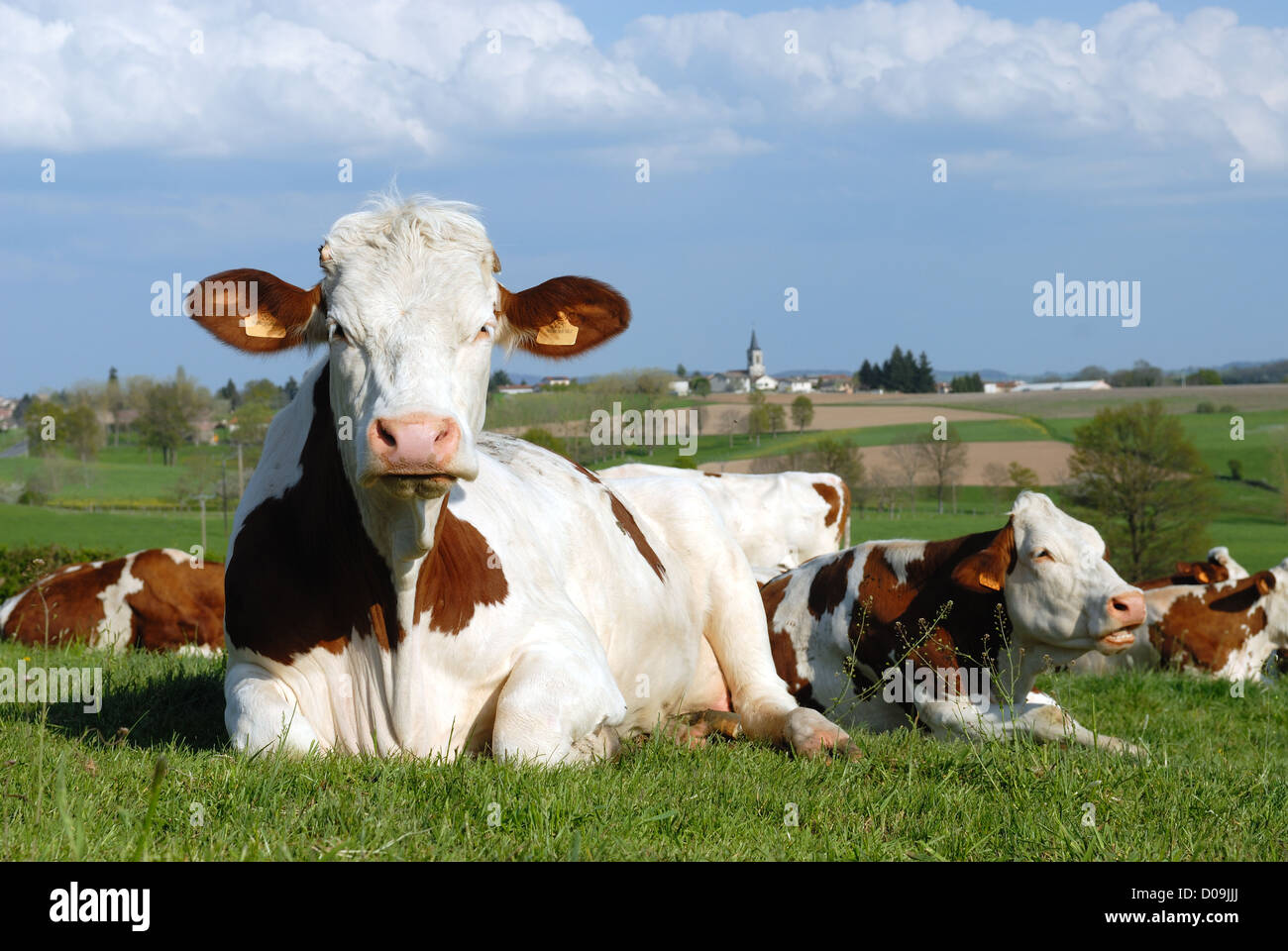 Dairy cows in green pasture Stock Photo - Alamy