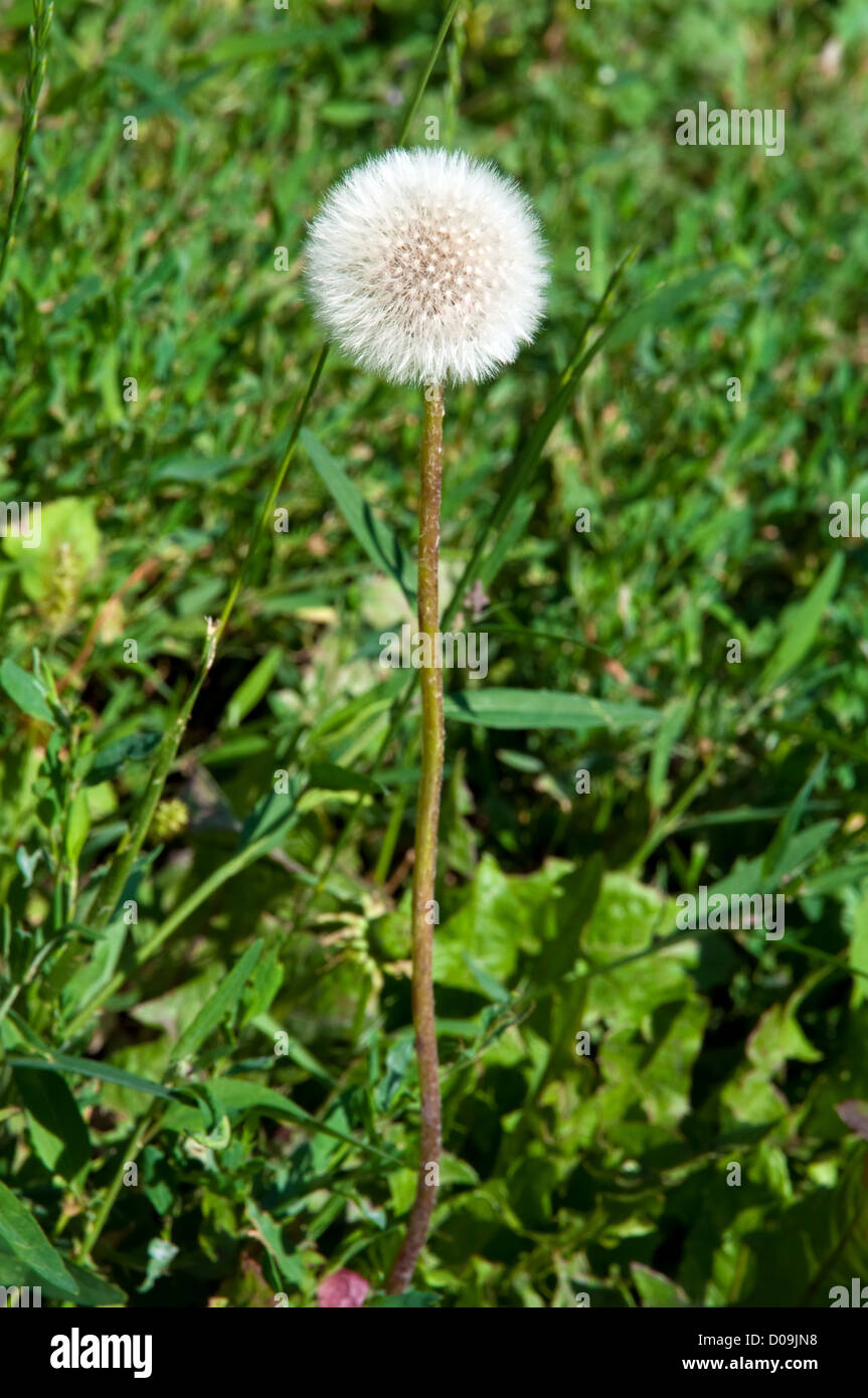 One dandelion on green background Stock Photo - Alamy