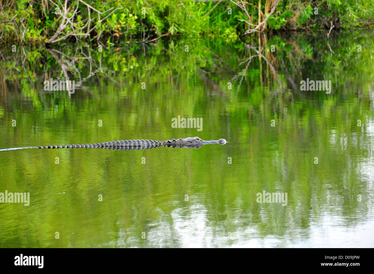 Lurking fear hi-res stock photography and images - Alamy