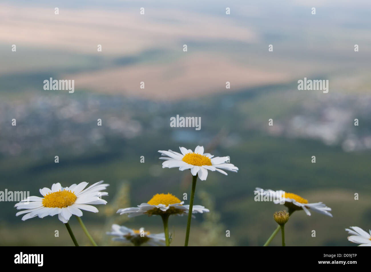 daisies on a soft background Stock Photo - Alamy