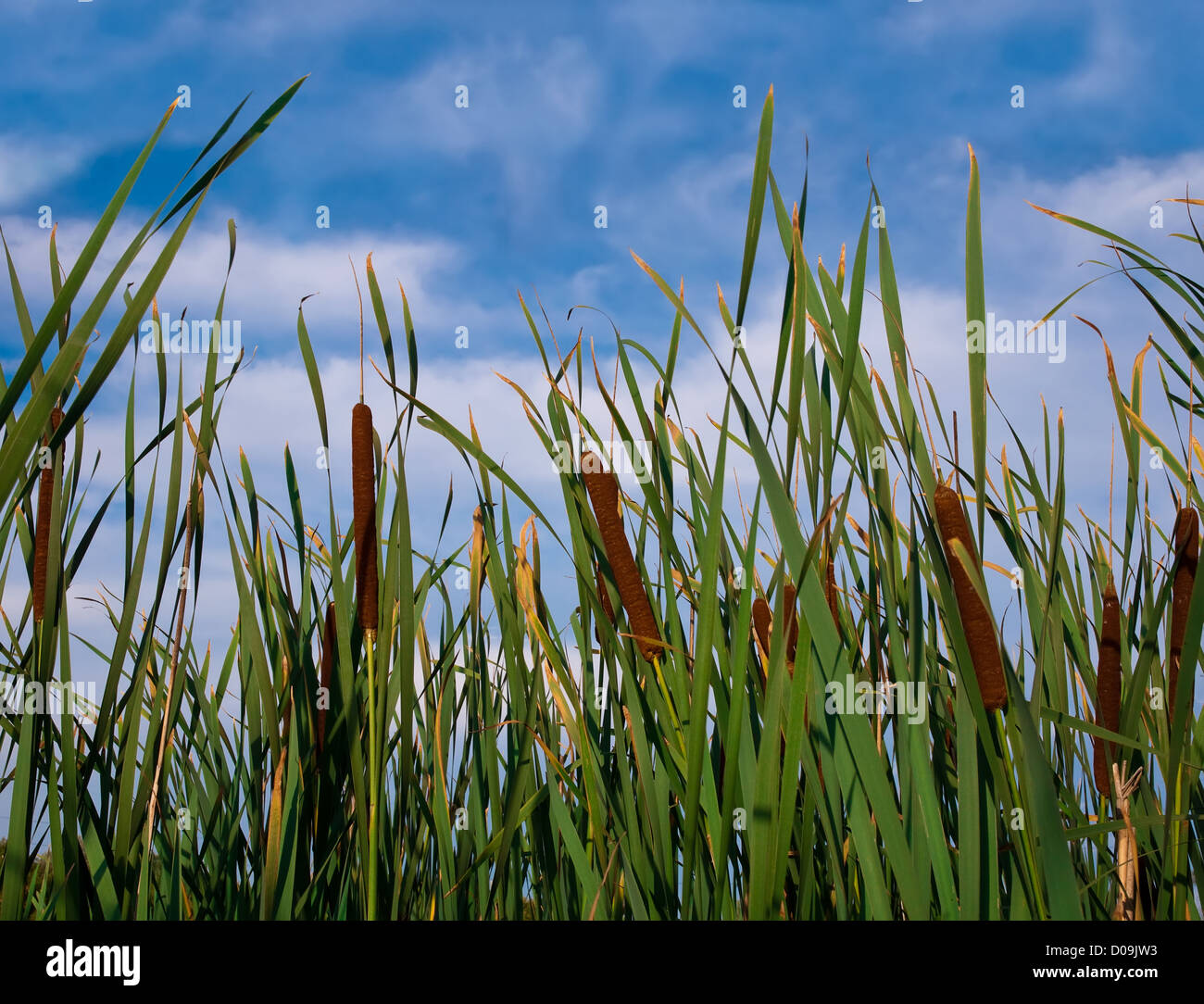 Reed thicket hi-res stock photography and images - Alamy