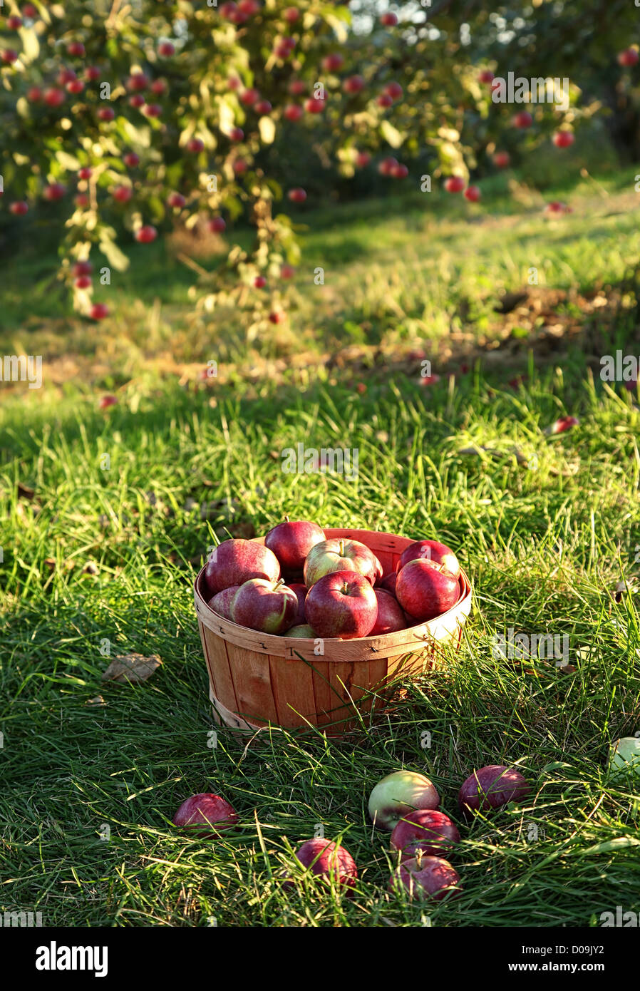 Freshly picked apples in the orchard in Autumn Stock Photo - Alamy