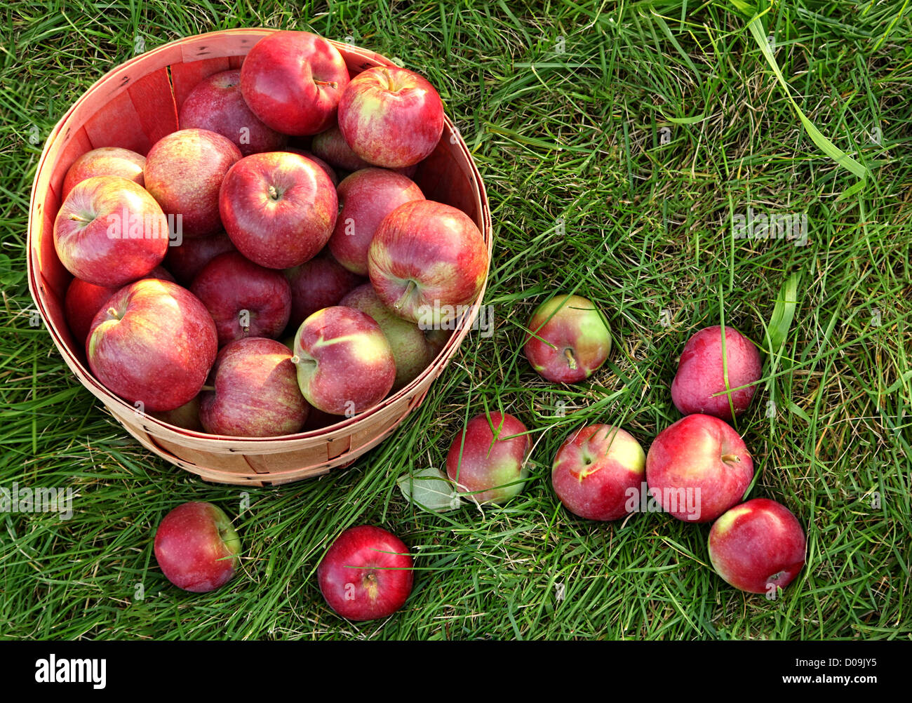 Overhead shot red garden hi-res stock photography and images - Alamy