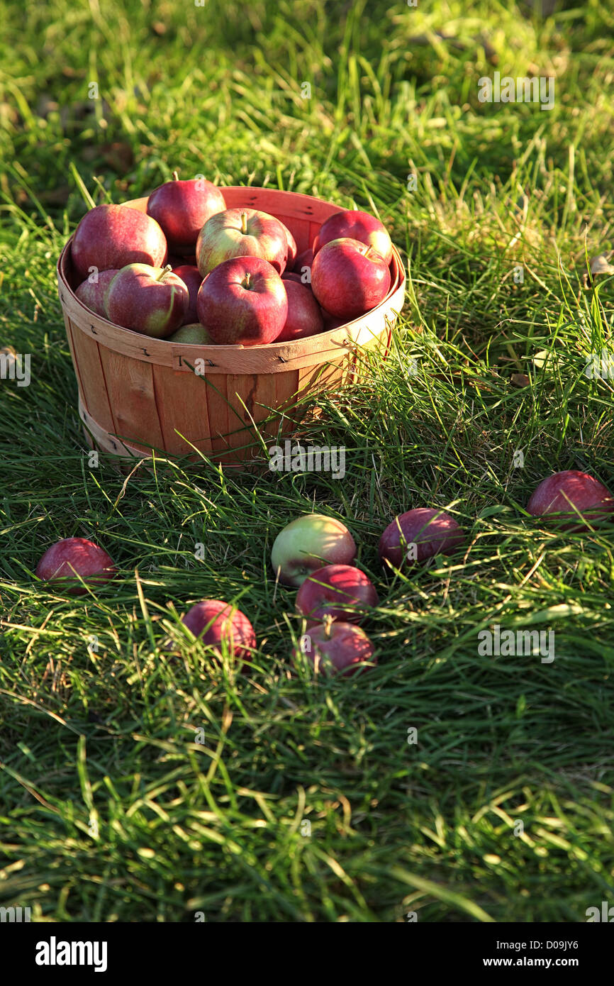 Closeup of freshly picked apples in the orchard Stock Photo - Alamy