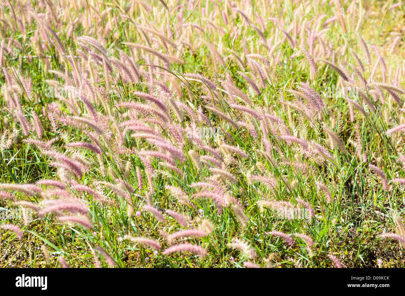 Flower foxtail weed in the green nature Stock Photo - Alamy
