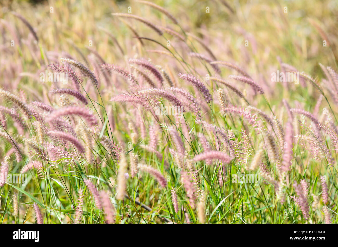 Foxtail weed hi-res stock photography and images - Alamy