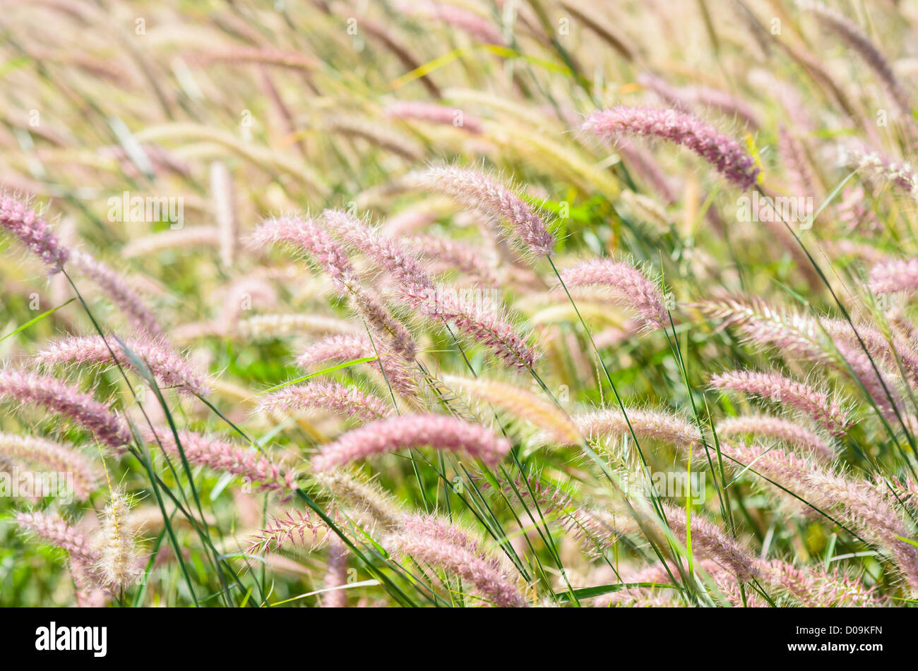 Flower foxtail weed in the green nature Stock Photo - Alamy