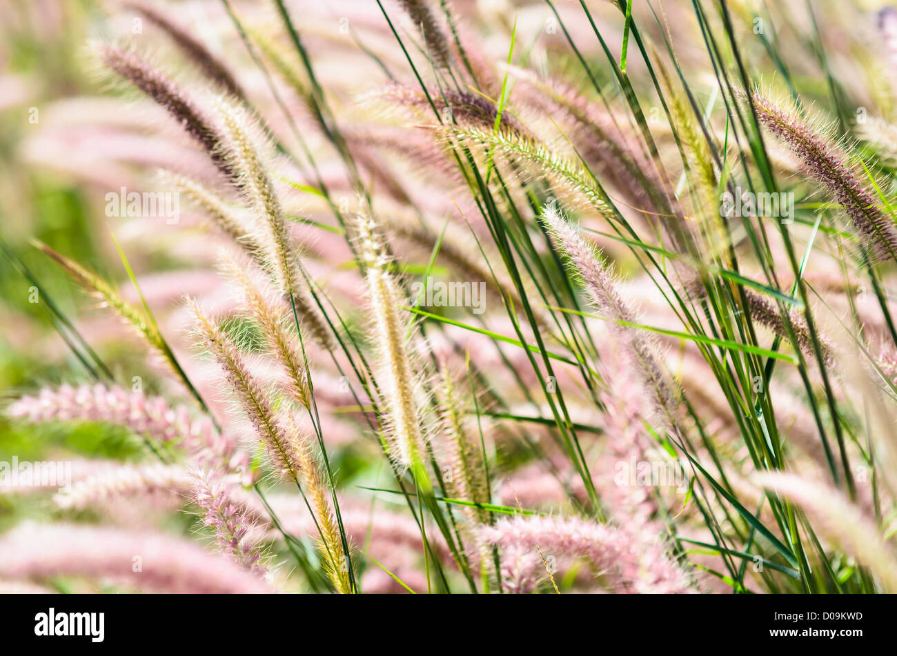 Flower foxtail weed in the green nature Stock Photo - Alamy