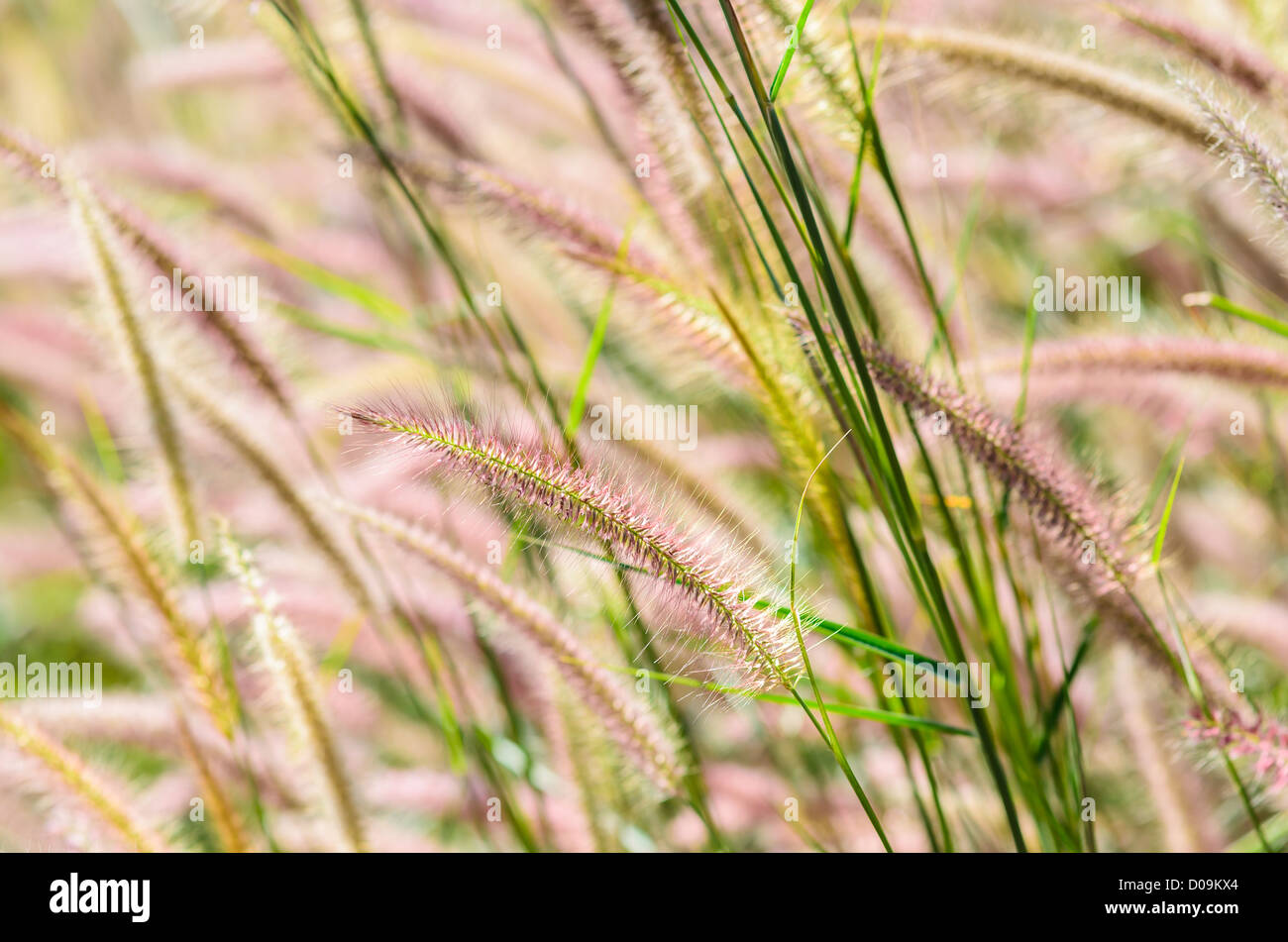 Foxtail weed hi-res stock photography and images - Alamy