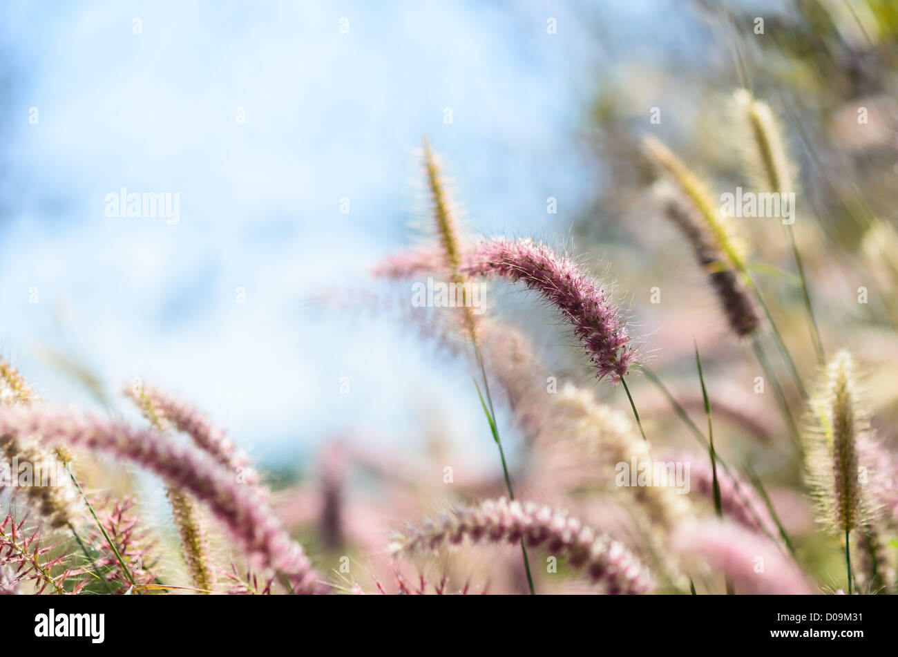 Flower foxtail weed in the green nature Stock Photo - Alamy