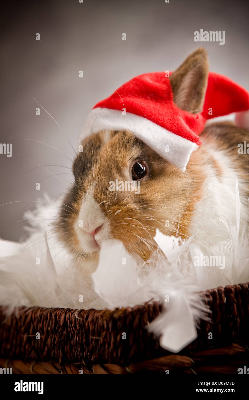 Wearing lions head hi-res stock photography and images - Alamy