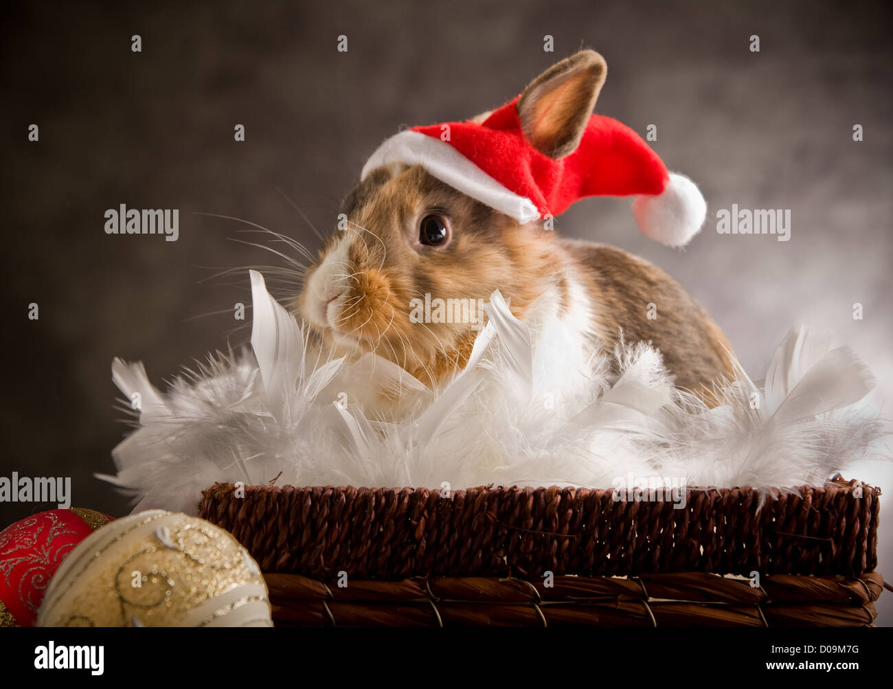 photo of adorable Dwarf rabbit wearing a Santa Claus Costume Stock ...