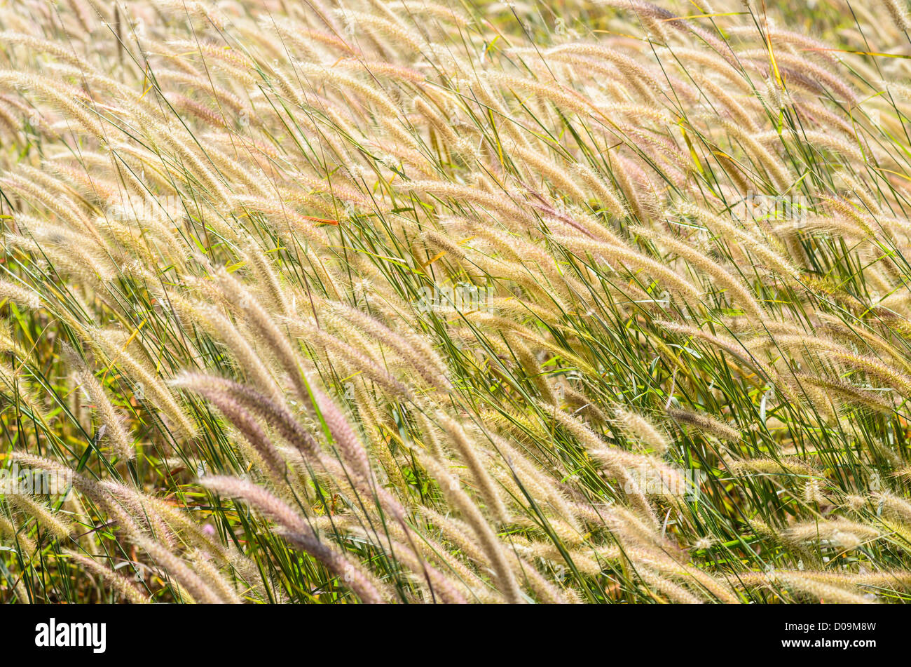 Foxtail Weed High Resolution Stock Photography and Images - Alamy