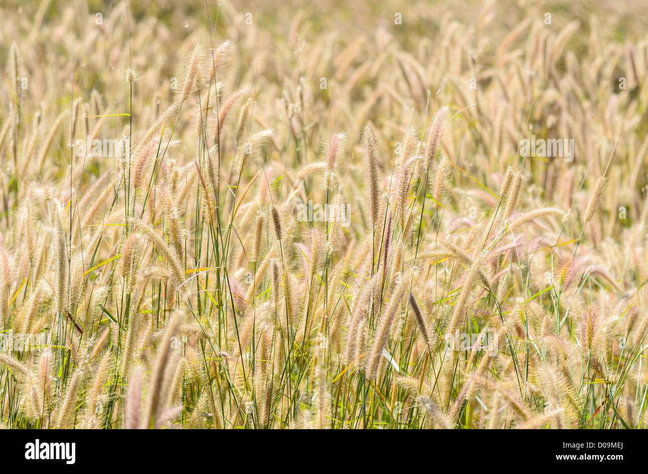 Flower foxtail weed in the green nature Stock Photo - Alamy