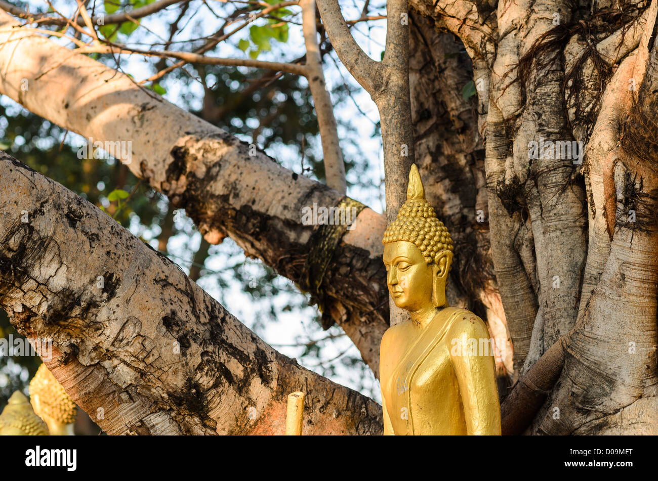 Buddha statue under the tree in Thai's temple Stock Photo - Alamy