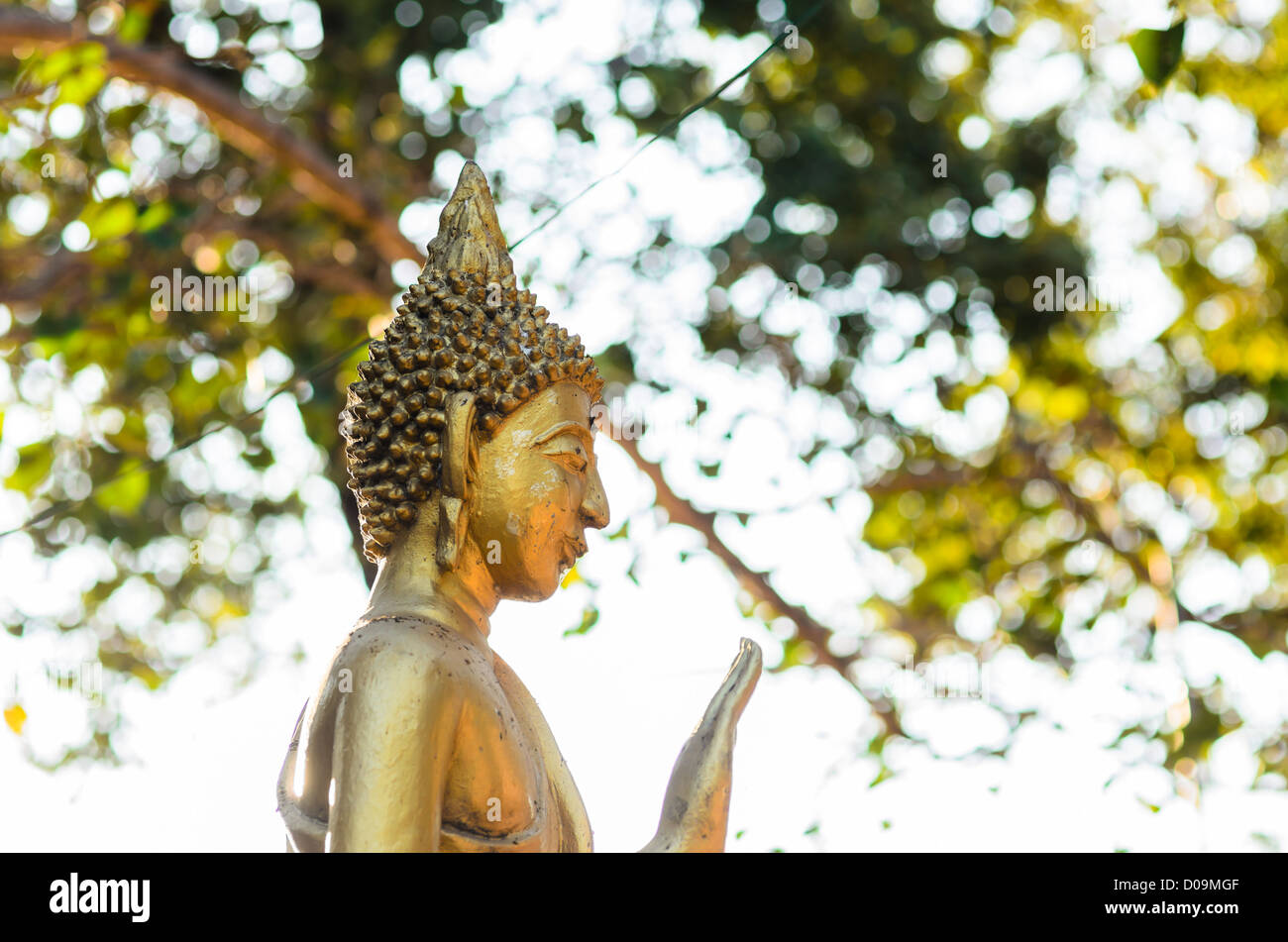 Buddha statue under the tree in Thai's temple Stock Photo - Alamy