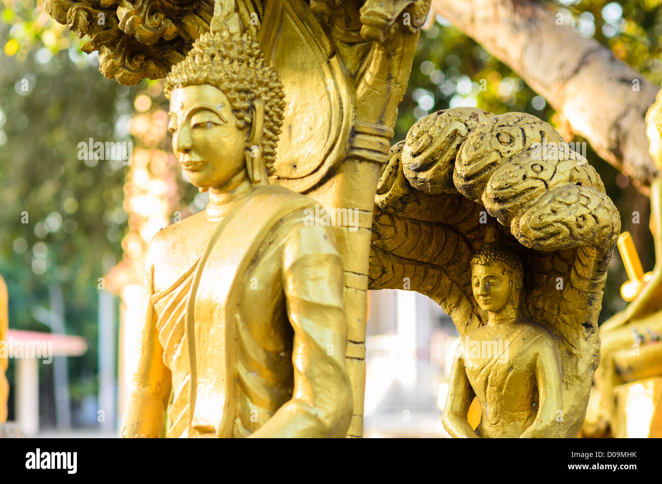 Buddha statue under the tree in Thai's temple Stock Photo - Alamy