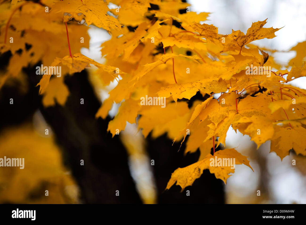 Close-up picture of yellow maple leaves, autumn Stock Photo - Alamy