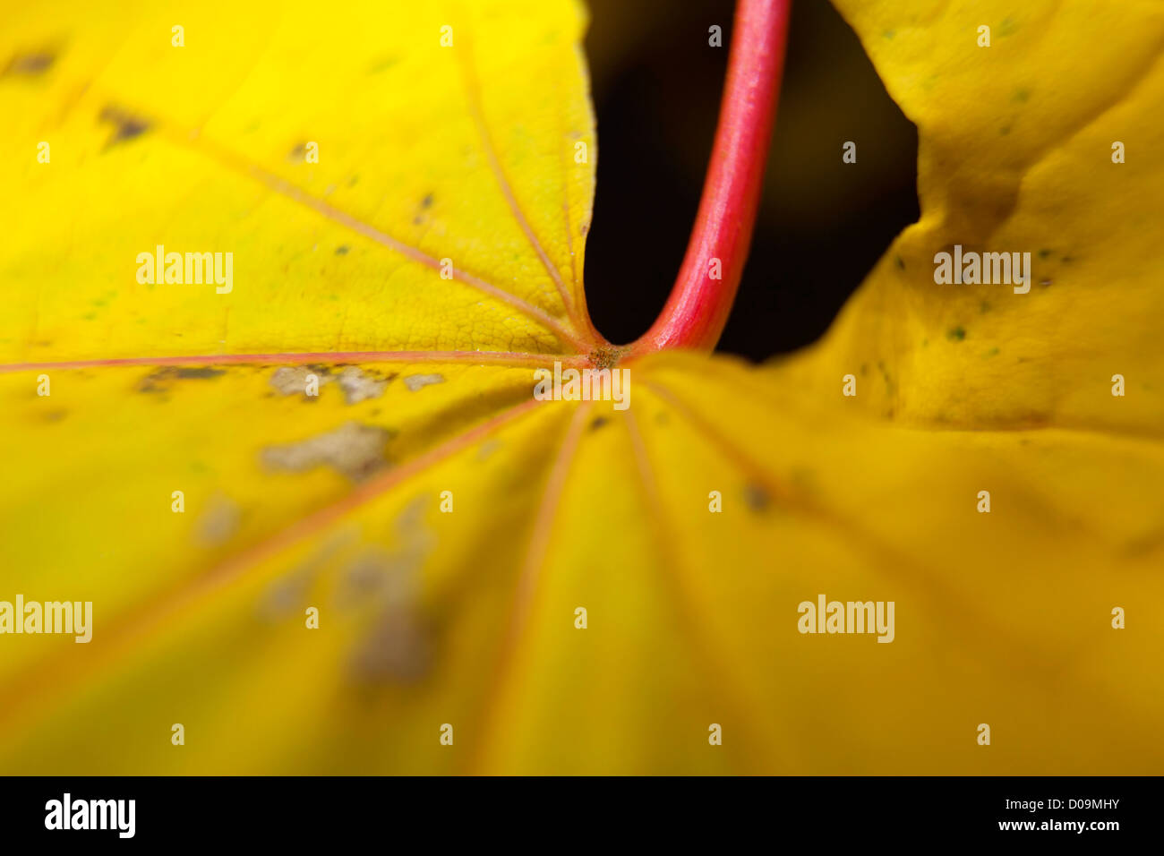 Macro picture of a yellow maple leaf Stock Photo - Alamy