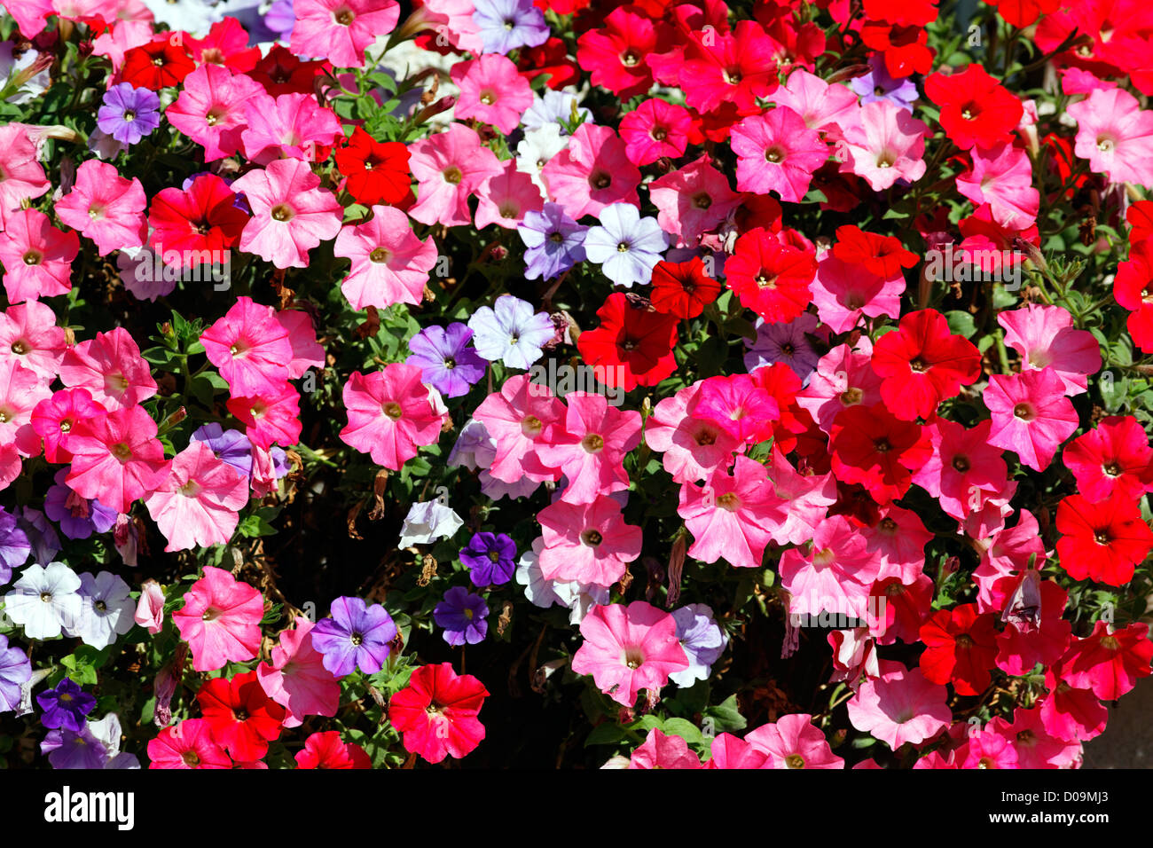 pink, red, white and violet flowers in garden Stock Photo - Alamy