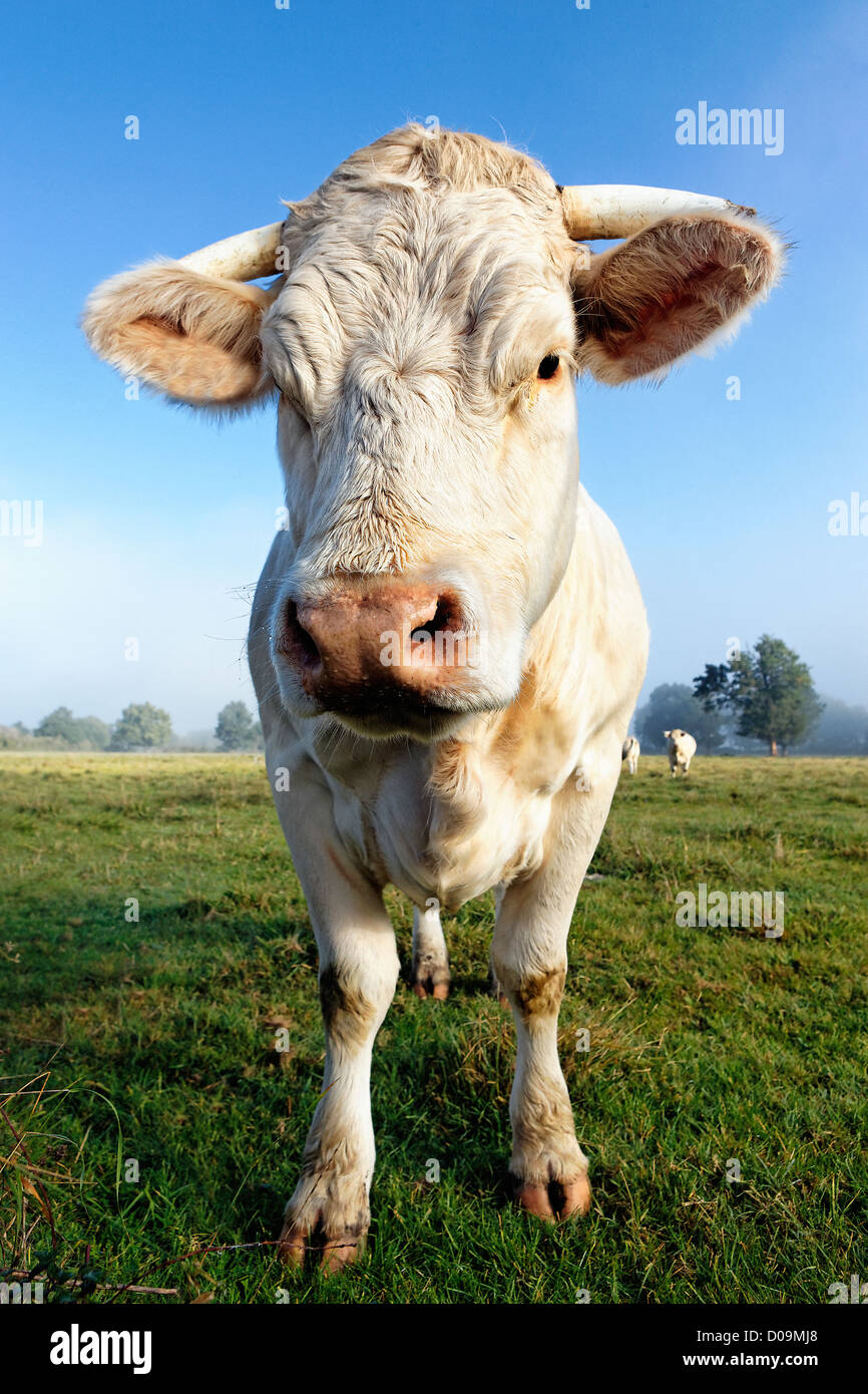 Big cow hi-res stock photography and images - Alamy