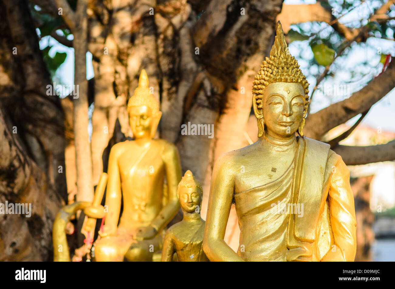 Buddha statue under the tree in Thai's temple Stock Photo - Alamy