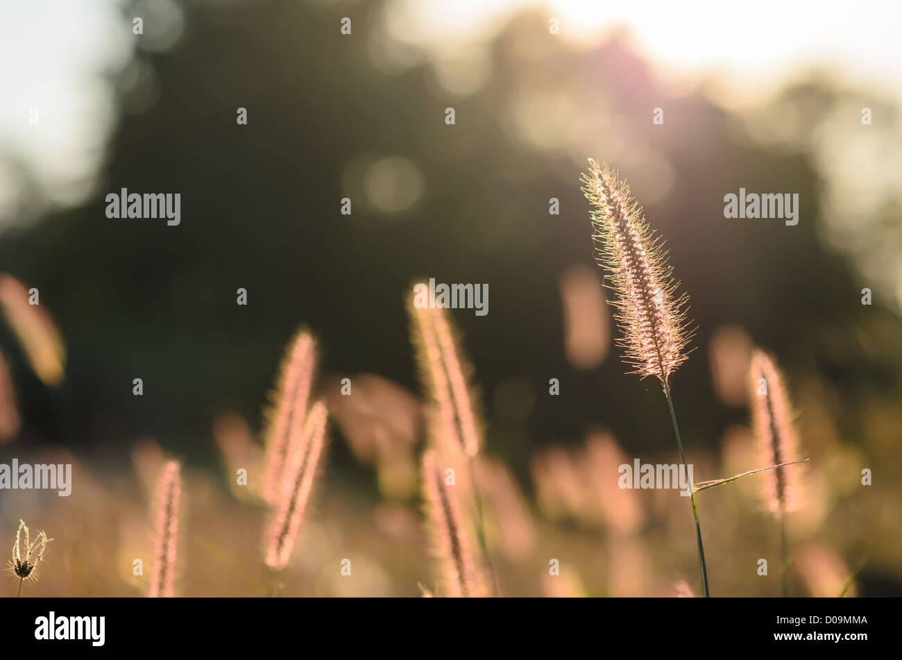 Flower foxtail weed in the green nature Stock Photo - Alamy