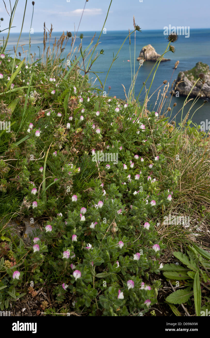 Small Restharrow (Ononis reclinata) on cliffs at Berry Head Nation ...