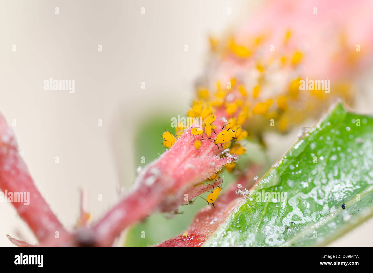 Aphids on the flower in the garden Stock Photo - Alamy