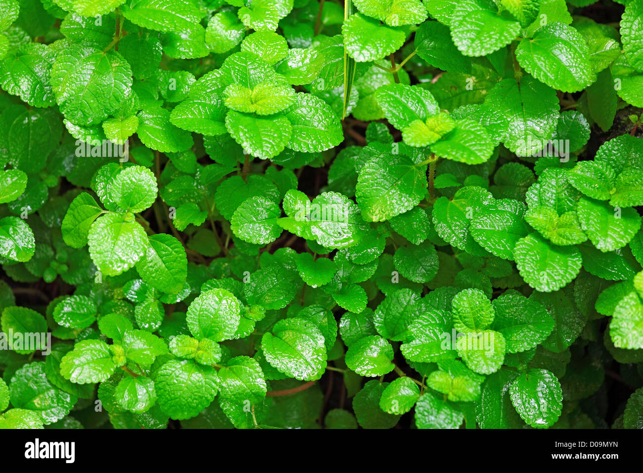 Plant backdrop hi-res stock photography and images - Alamy