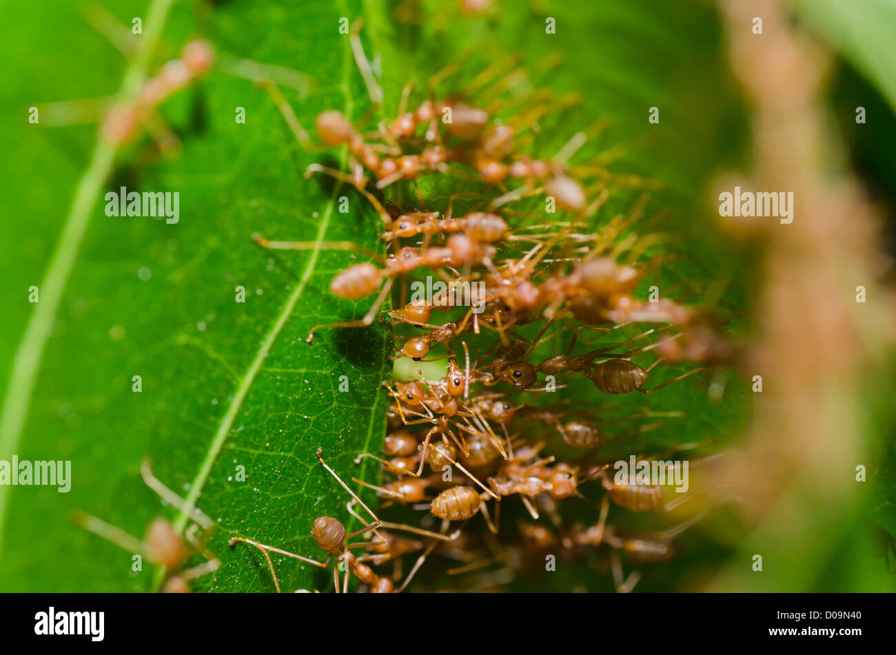 red ant teamwork in the nature Stock Photo - Alamy