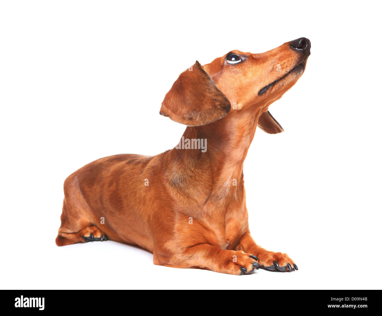 dachshund dog look up Stock Photo - Alamy