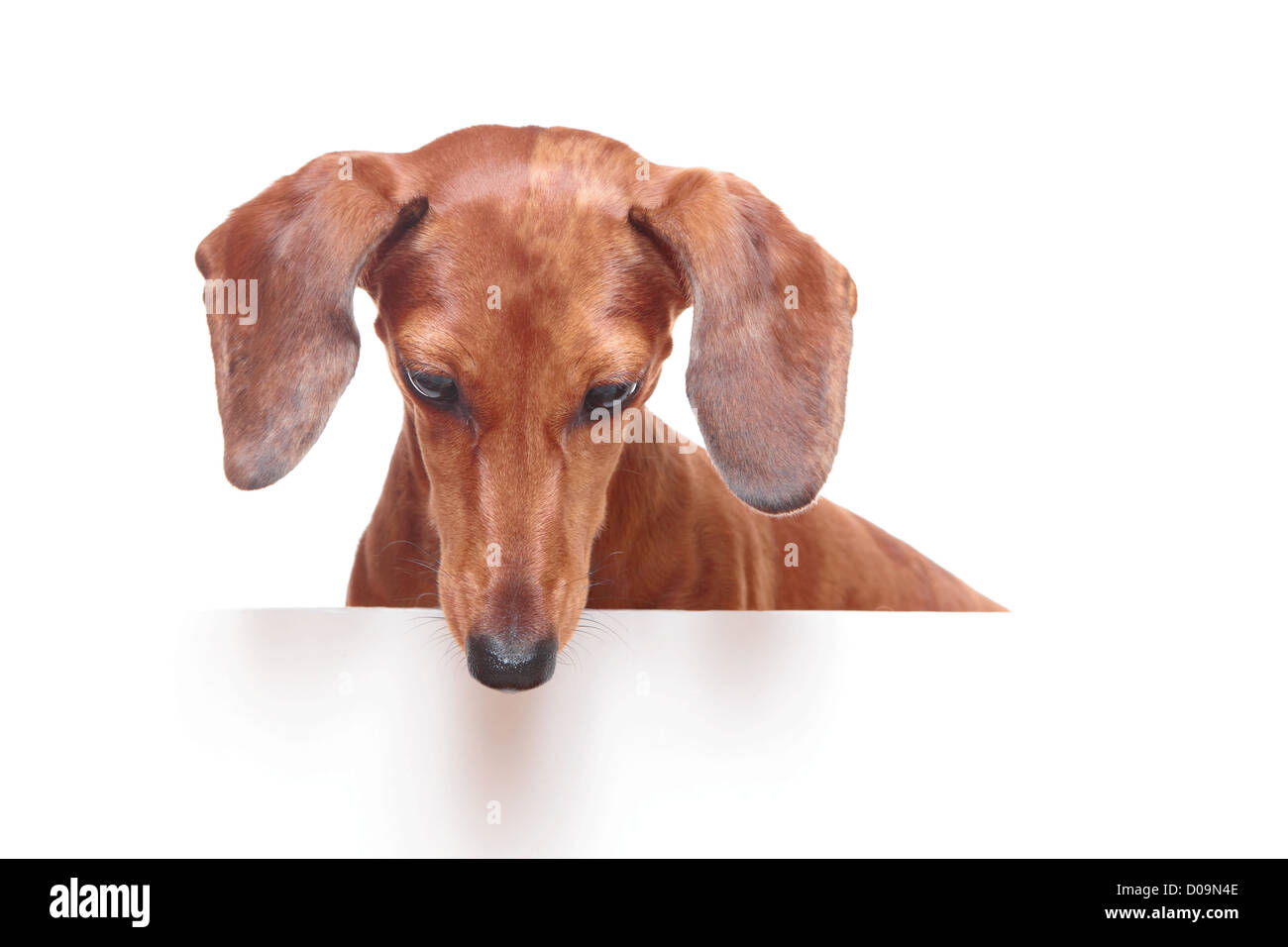 dachshund dog looking down Stock Photo - Alamy