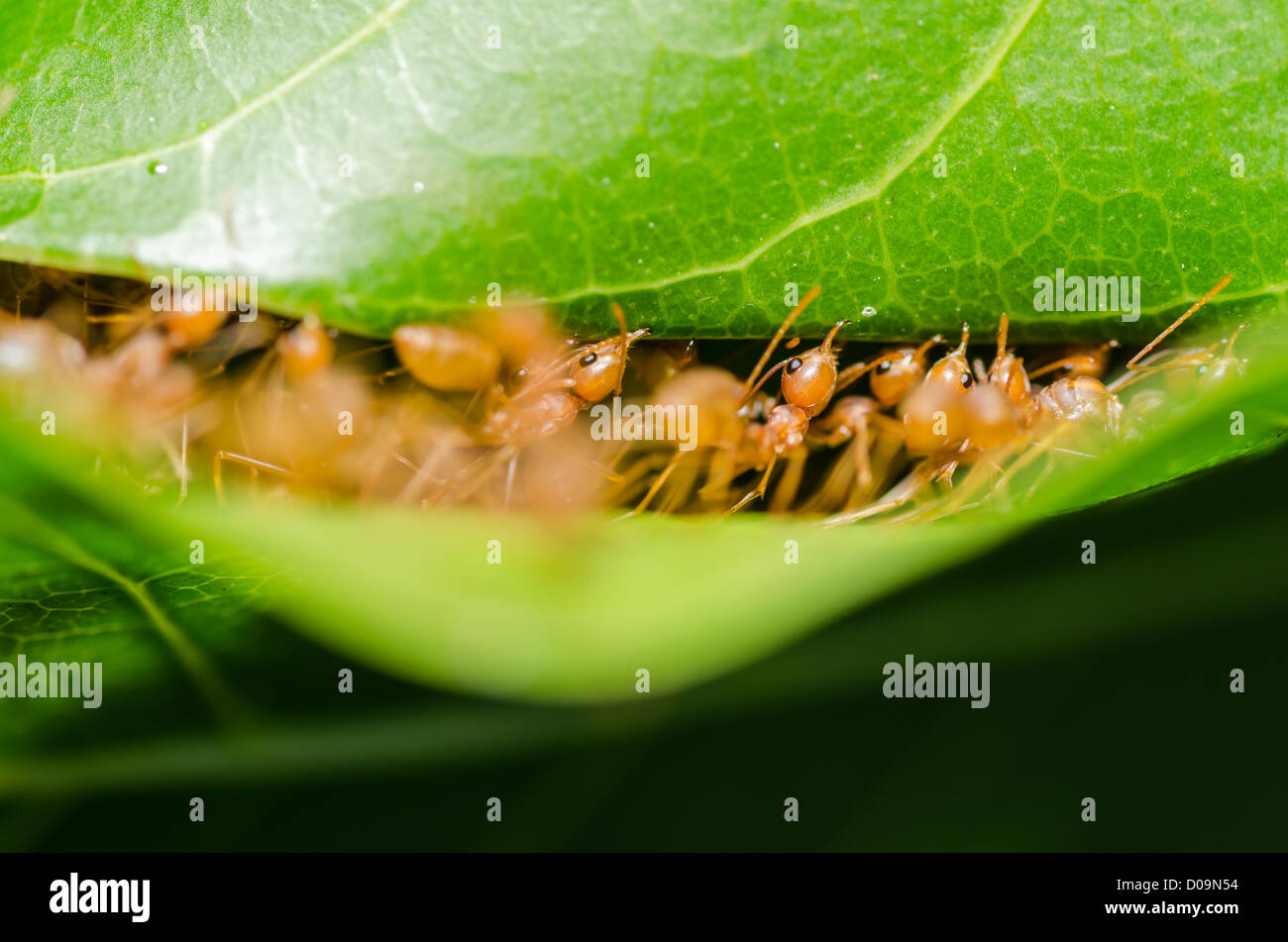 red ant teamwork in the nature Stock Photo - Alamy