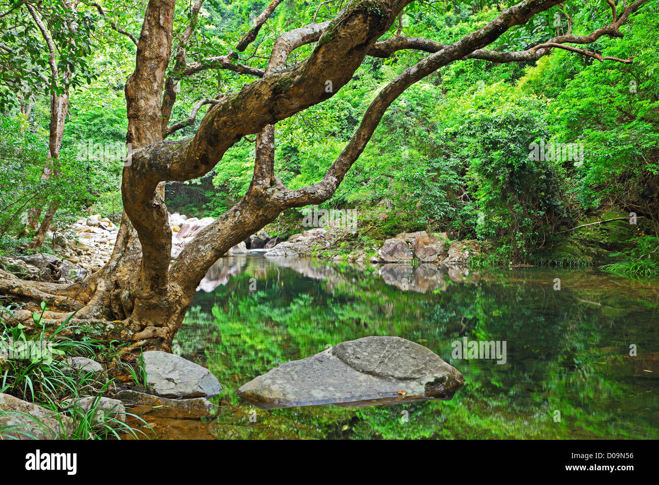 forest with water and tree Stock Photo - Alamy