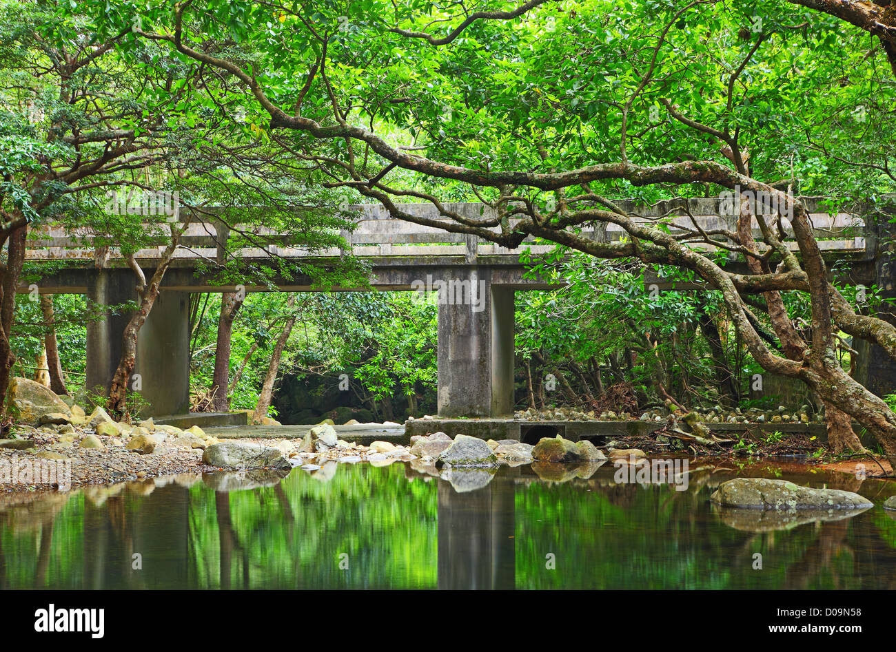 Bridge in forest Stock Photo - Alamy