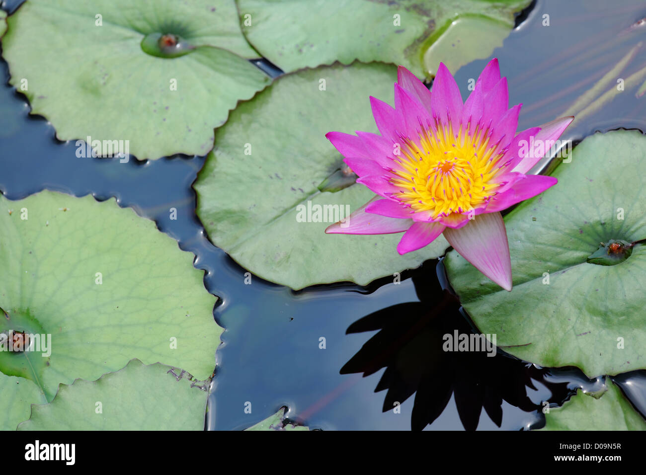 Chinese waterlily hi-res stock photography and images - Alamy