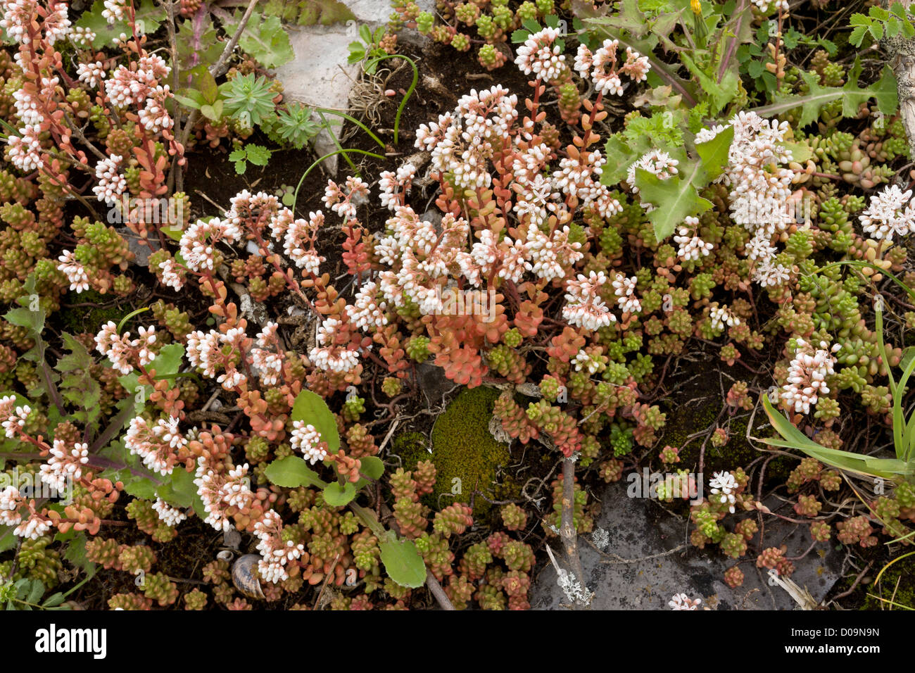 White Stonecrop (Sedum album) on clifftops, Berry Head, Devon, England ...