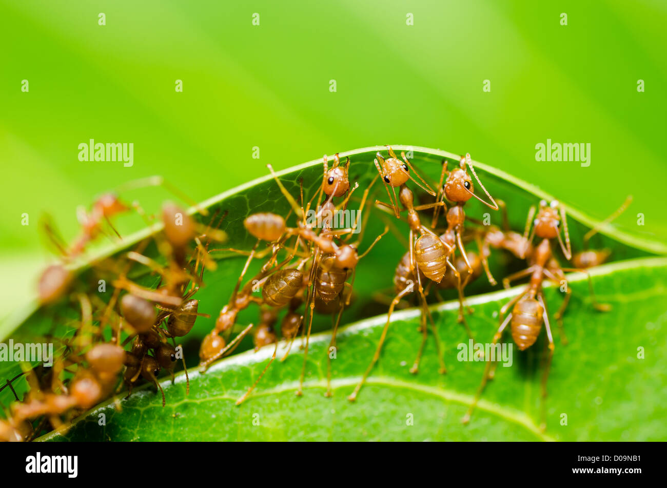 red ant teamwork in the nature Stock Photo - Alamy