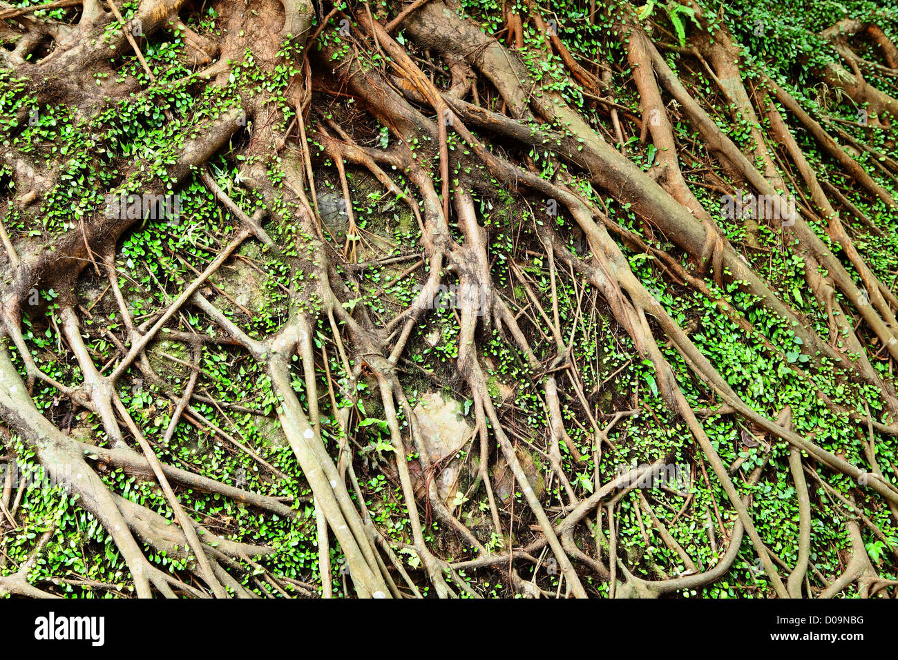 Mature root system hi-res stock photography and images - Alamy