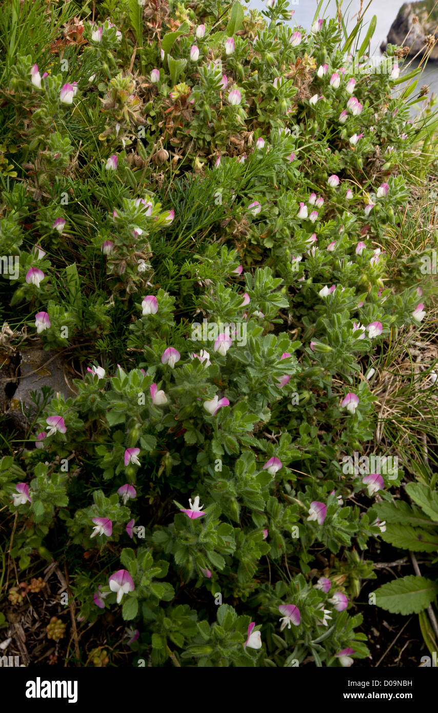 Small Restharrow (Ononis reclinata) on cliffs at Berry Head Nation ...