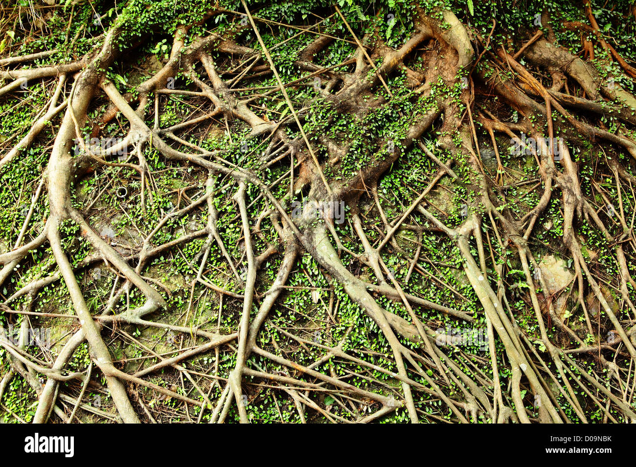 Root network tree hi-res stock photography and images - Alamy